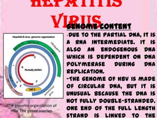 Hepadnaviridae | PPTX | Genetics | Science