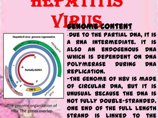 Hepadnaviridae | PPTX | Genetics | Science
