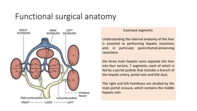 Hepatectomy | PPTX | Surgery | Medical Health