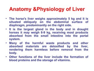 Hepatic affections in equine medicine .ppt