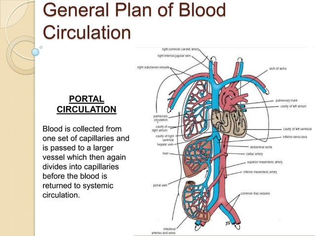 Portacaval Anastomosis | PPTX | Blood Disorders | Diseases and Conditions