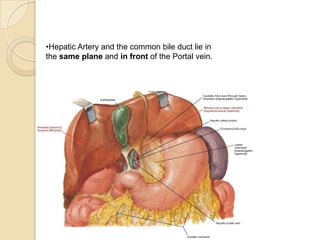 Portacaval Anastomosis | PPTX | Blood Disorders | Diseases and Conditions