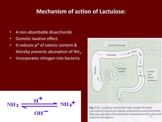 Lactulose Mechanism Of Action