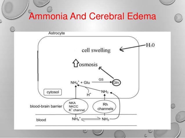 Hepatic encephalopathy: biochemical basis