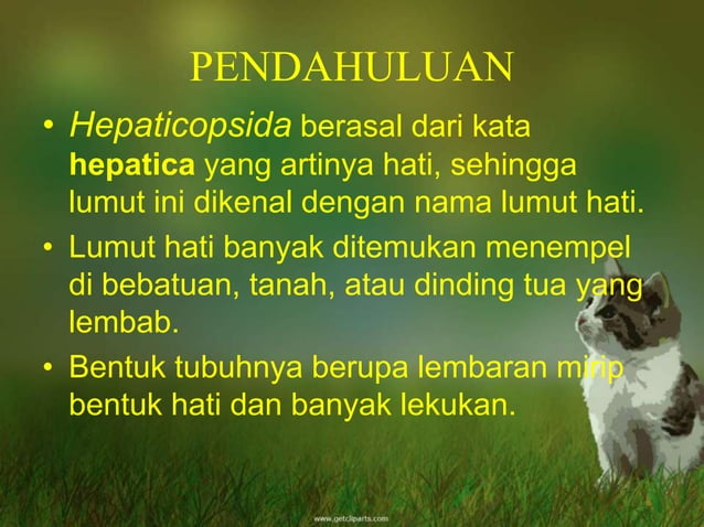 Hepaticopsida | PPTX