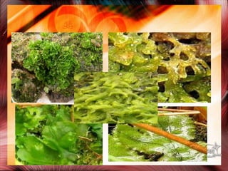 Hepaticopsida | PPTX