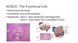 HEPATIC PHYSIOLOGY AND PATHOPHYSIOLOGY (1).pptx