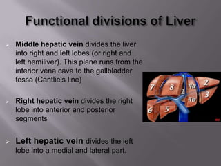 Physiological Functions Of The Liver