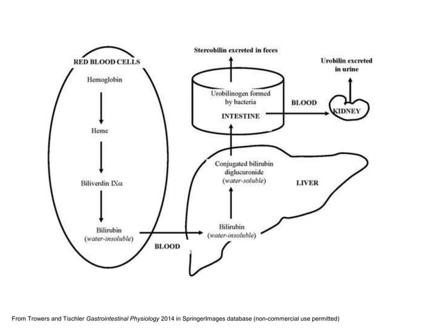 Hepatic_Physiology And Hepatic -liver Anatomy | PPT