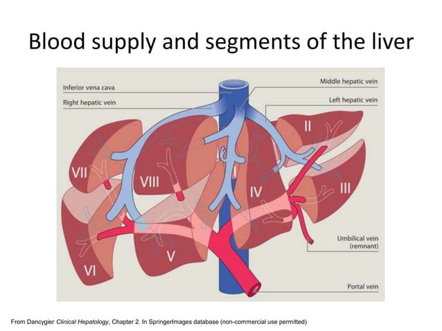 Hepatic_Physiology And Hepatic -liver Anatomy | PPT