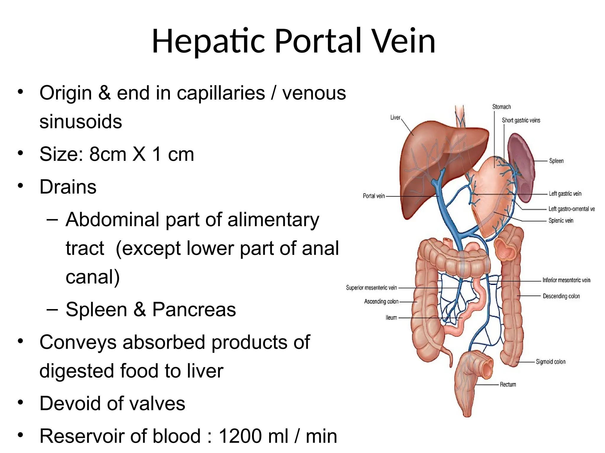 Hepatic portal vein- BMLT III SeeEM.pptx