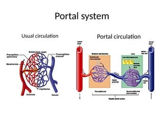 Hepatic portal vein- BMLT III SeeEM.pptx