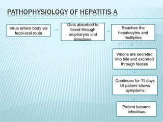 Hepatitis A Virus Pathogenesis