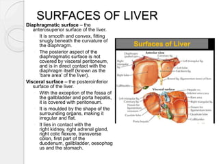 The Liver inflammation (hepatitis).pptx