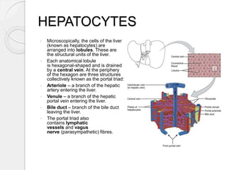 The Liver inflammation (hepatitis).pptx