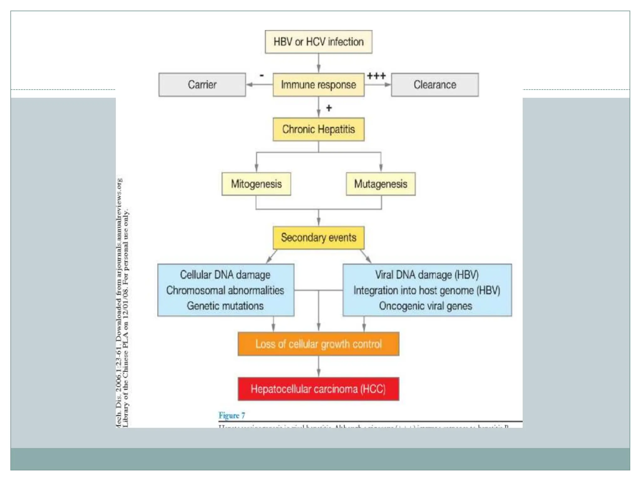 Viral Hepatitis disease pathogenesis hbsag | PPTX