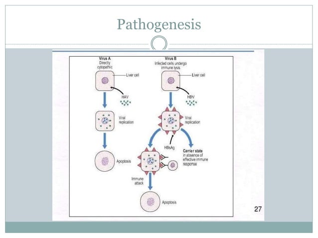 Viral Hepatitis disease pathogenesis hbsag | PPTX | Infectious Diseases ...