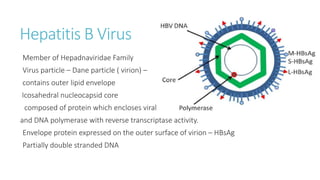 Hepatitis -B implications , investigations and management | PPT