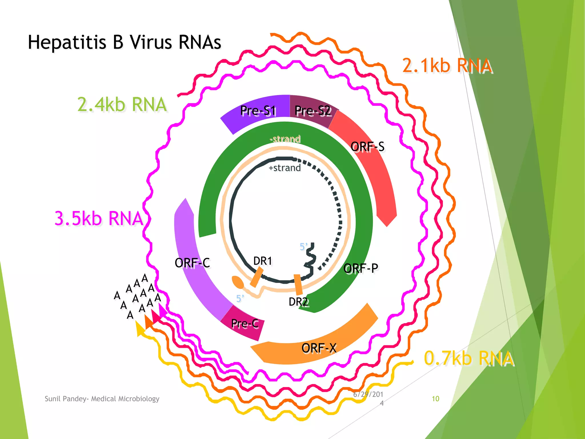 Hepatitis B virus | PPTX