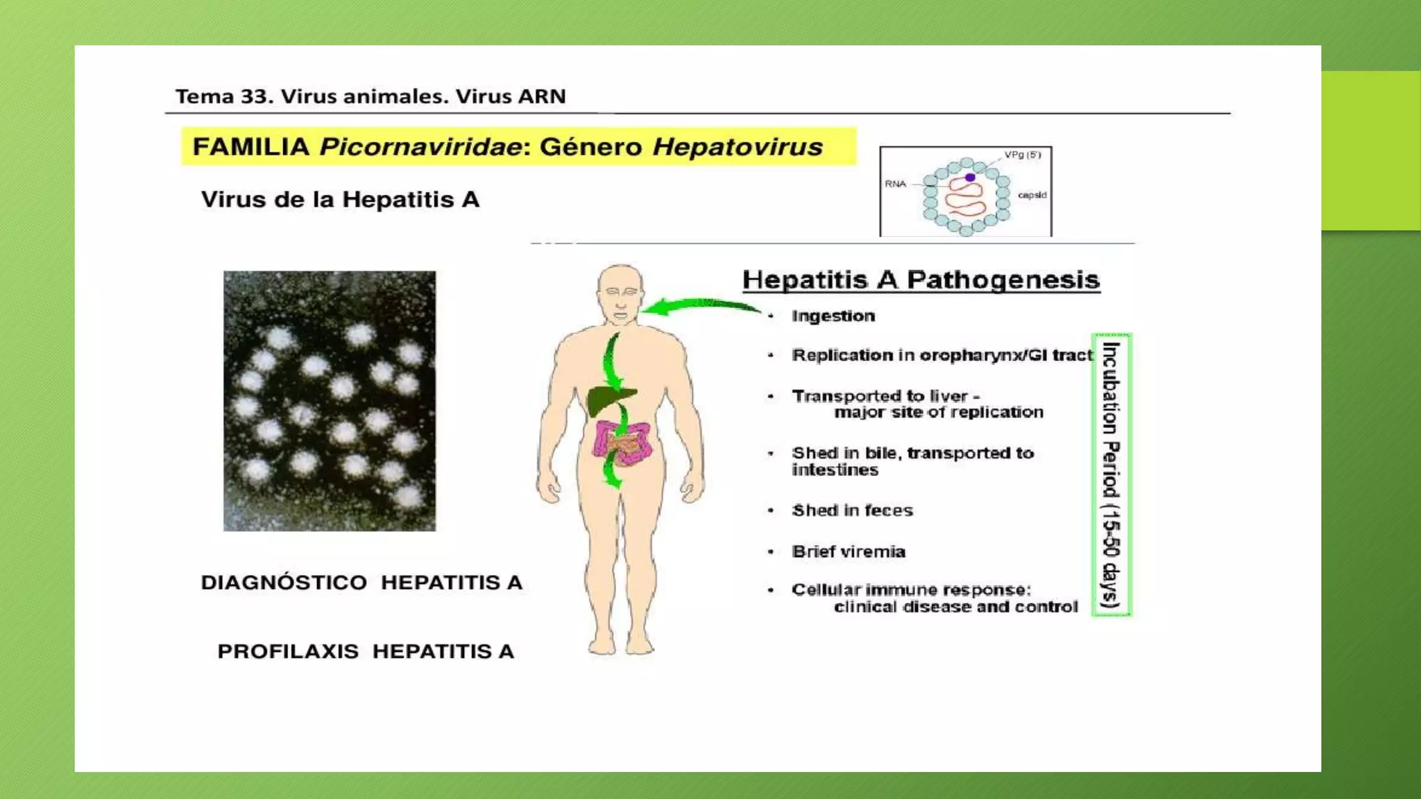 HEPATITIS 2022.pptx