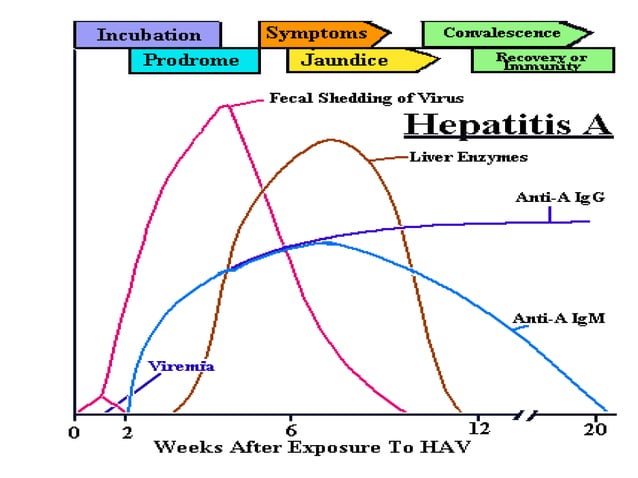 hepatitisa-191114073519.pdf