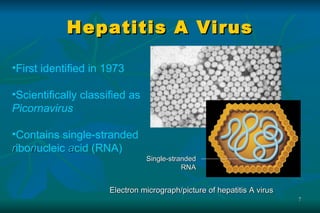 Hepatitis Abc.... | PPT