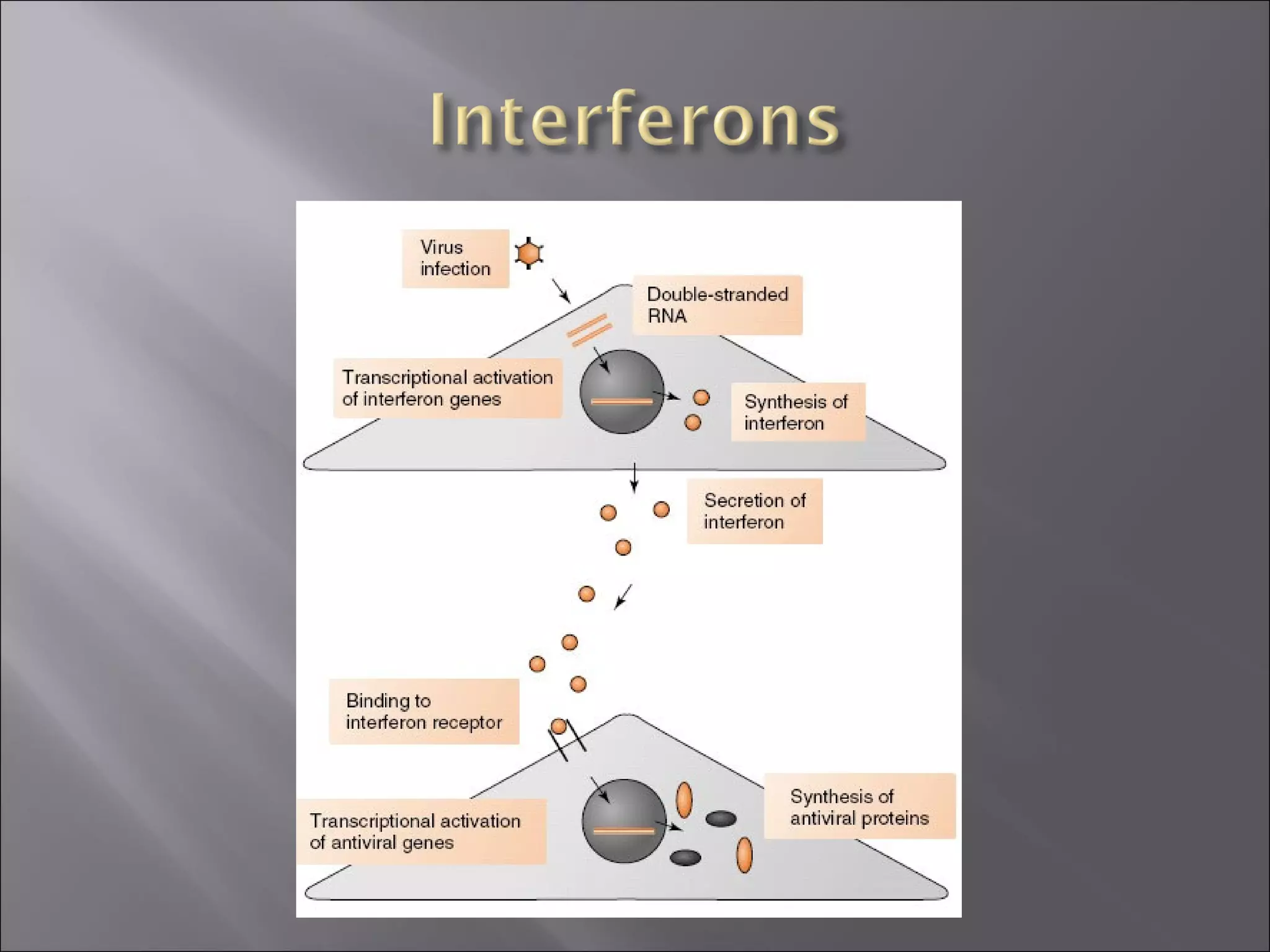 Hepatitis and interferons | PPT