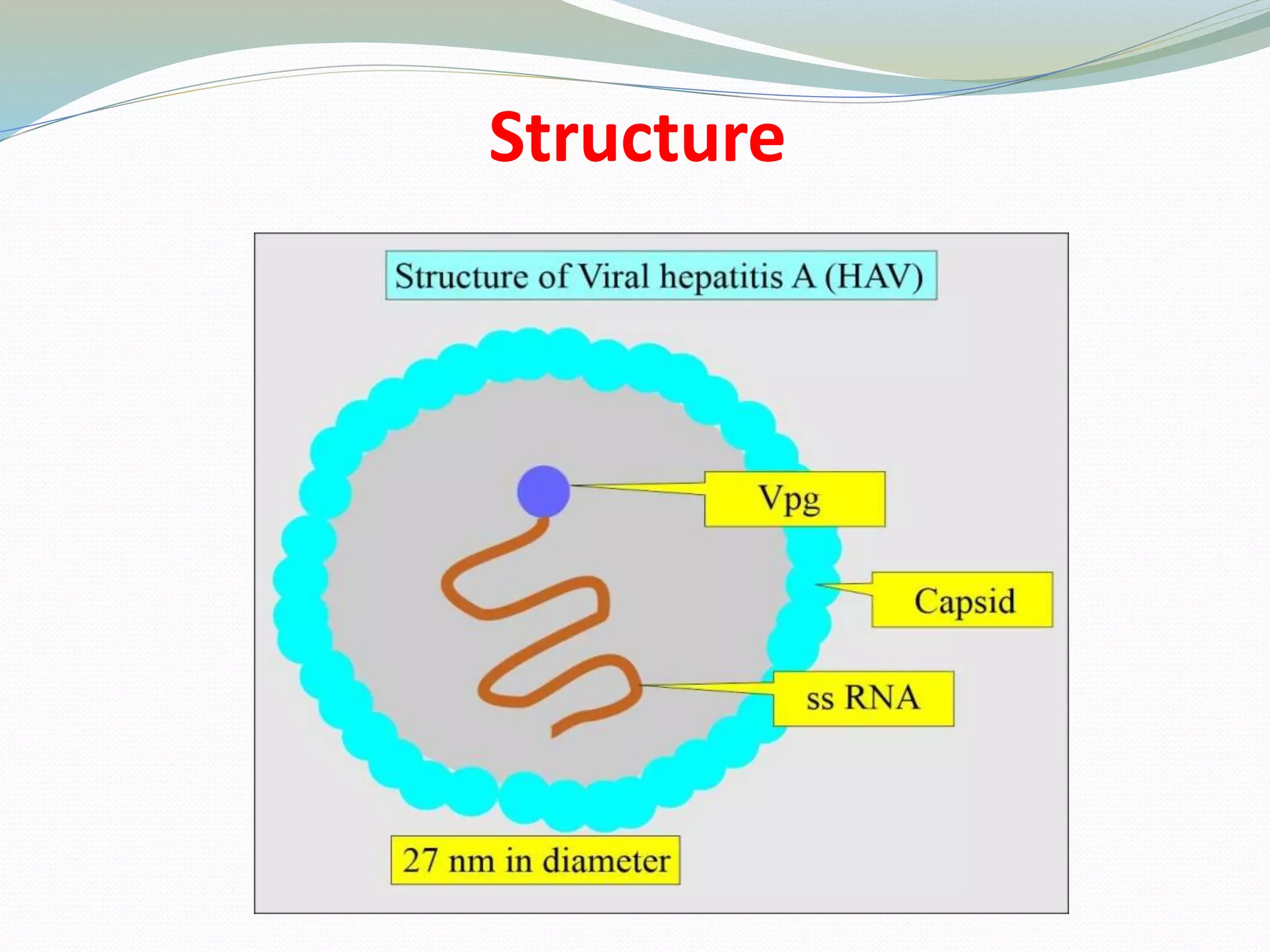 Hepatitis A Virus (HAV).pptx