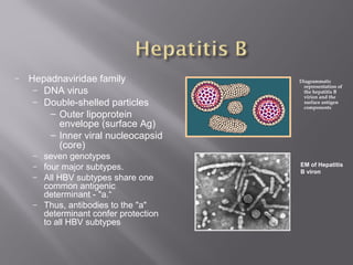 Hepatitis b | PPT