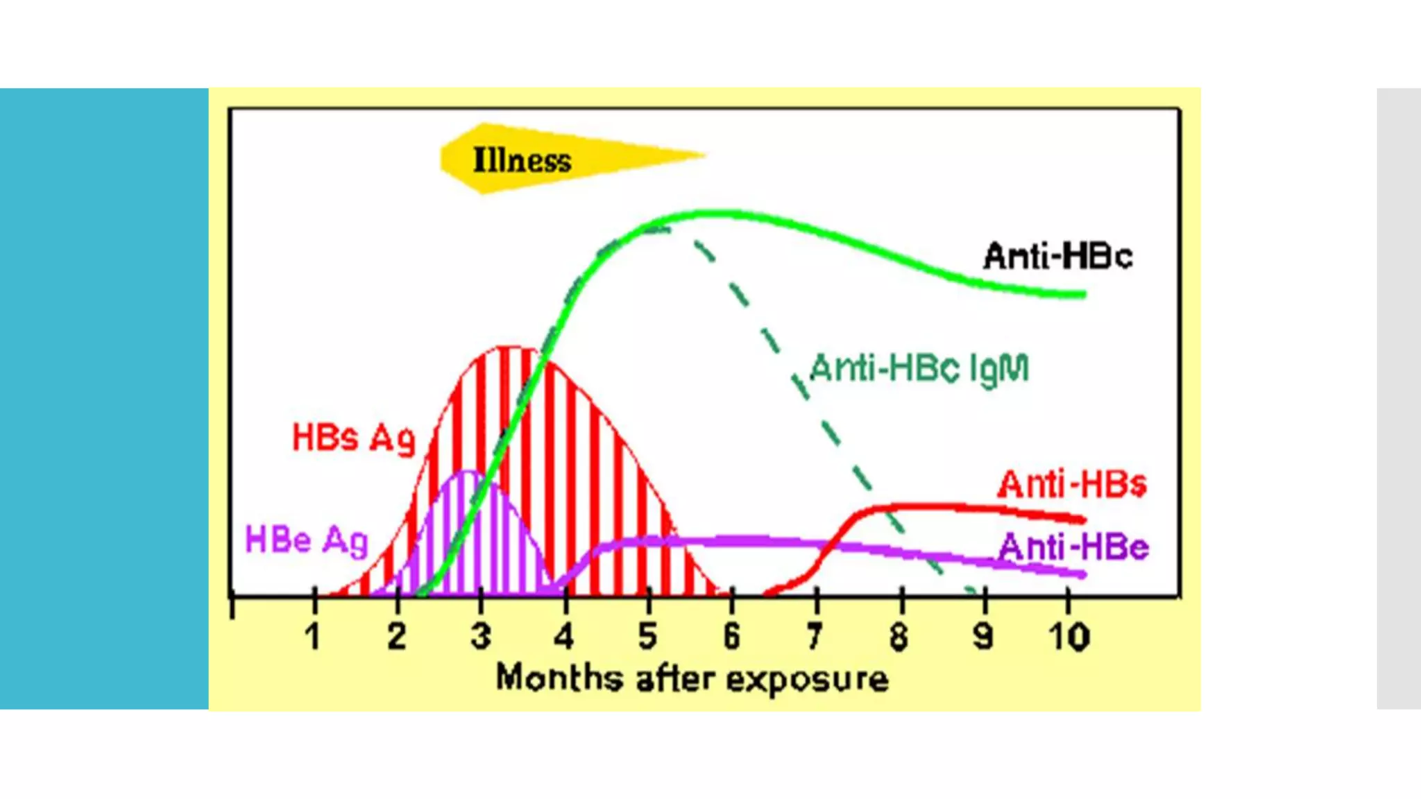 Hepatitis B Infection- HBsAg | PPTX