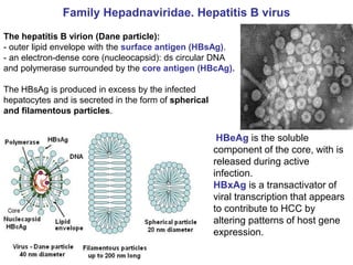 Hepatitis B | PPTX
