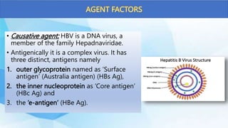 Hepatitis B.pptx