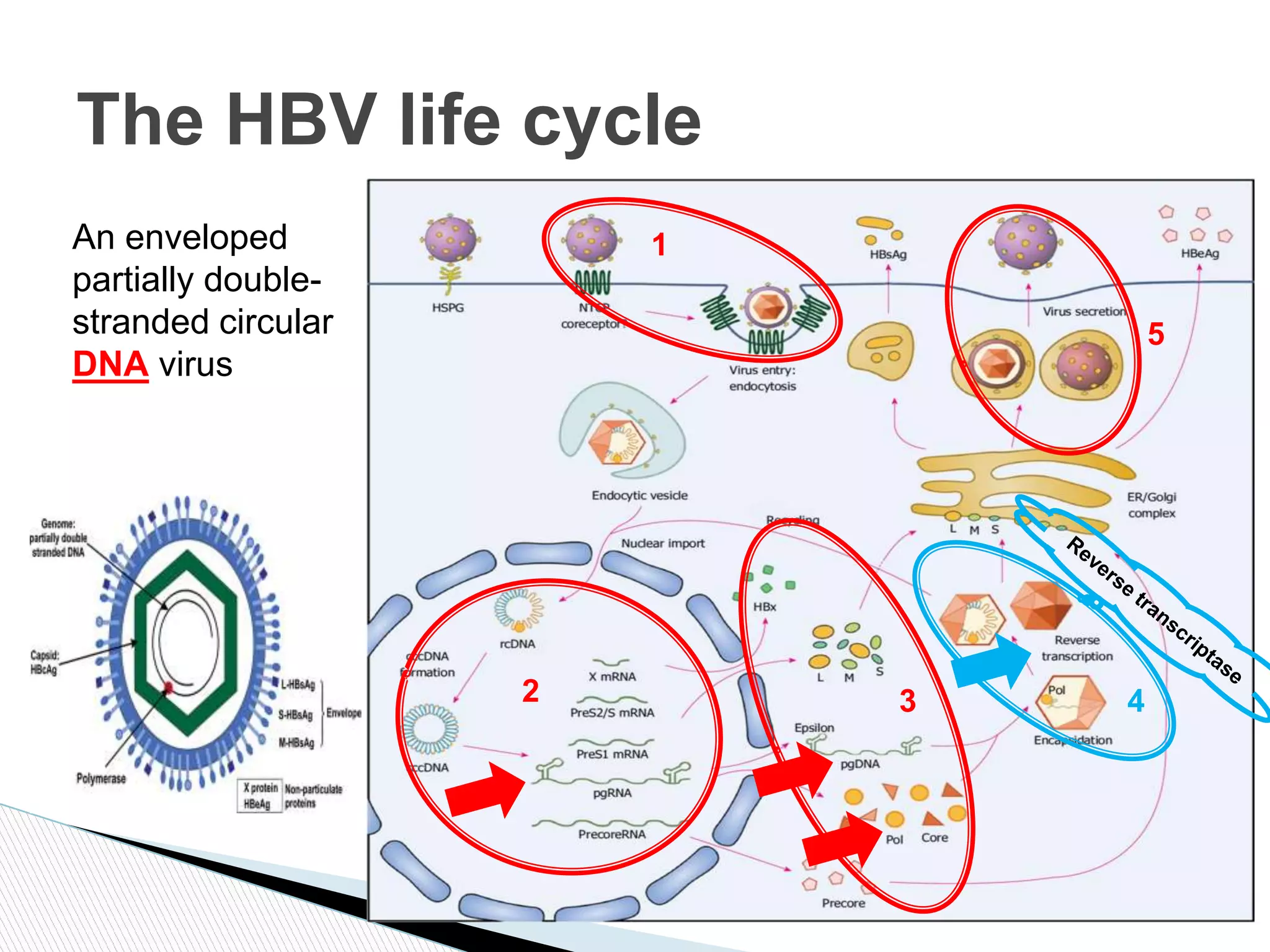 Pharmacology of HCV and HBV infections. | PPT