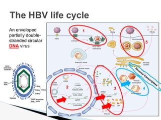 Pharmacology of HCV and HBV infections. | PPT