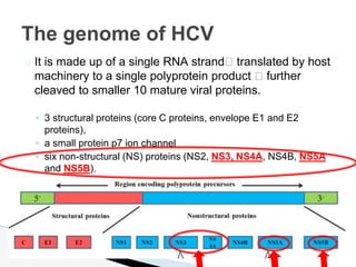 Pharmacology of HCV and HBV infections. | PPTX