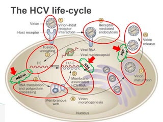 Pharmacology of HCV and HBV infections. | PPT