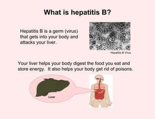 Hepatitis b and you | PPT