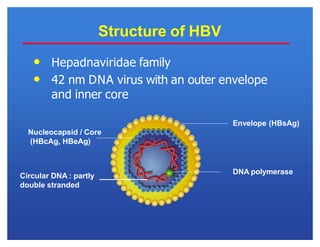 hepatitis B & D.pptx