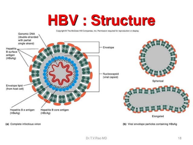 Viral Hepatitis B, D