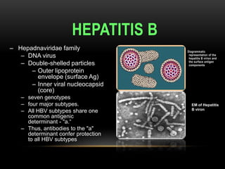 Hepatitis B Infection; Diagnosis and Interpretation.pdf