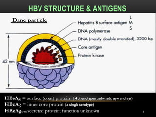 Hepatitis B Infection; Diagnosis and Interpretation.pdf