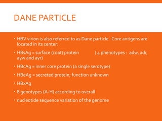 Hepatitis B infection | PPT