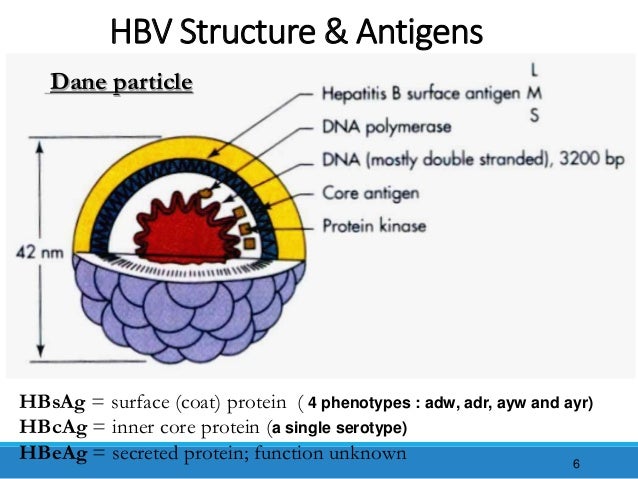 Hepatitis B