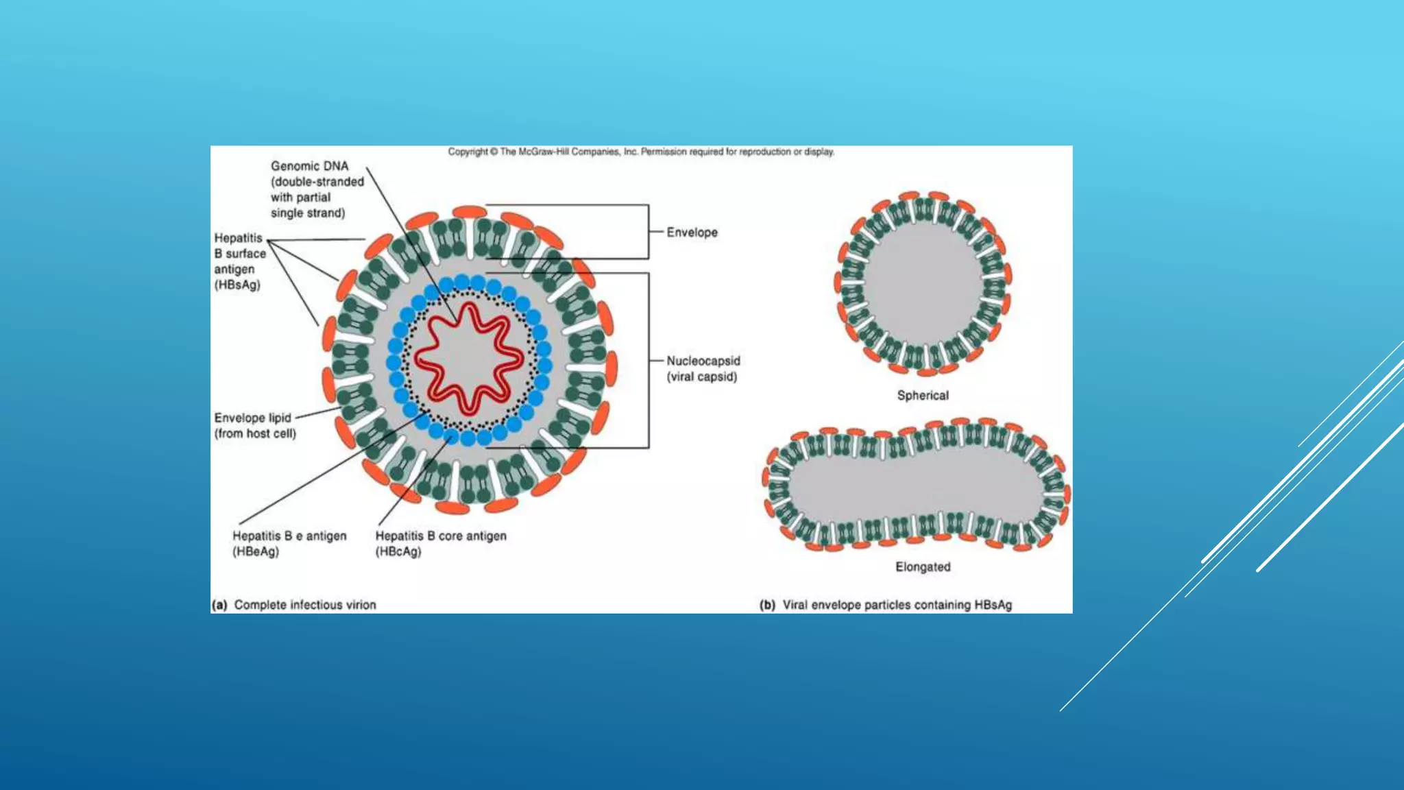 Hepatitis b(surface antigen) strip method | PPTX