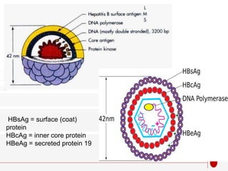 hepatitis B vaccine.pptx