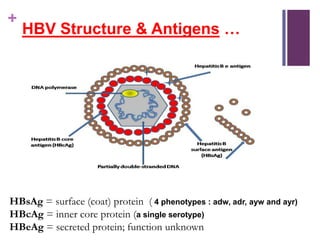 Hepatitis B | PPT