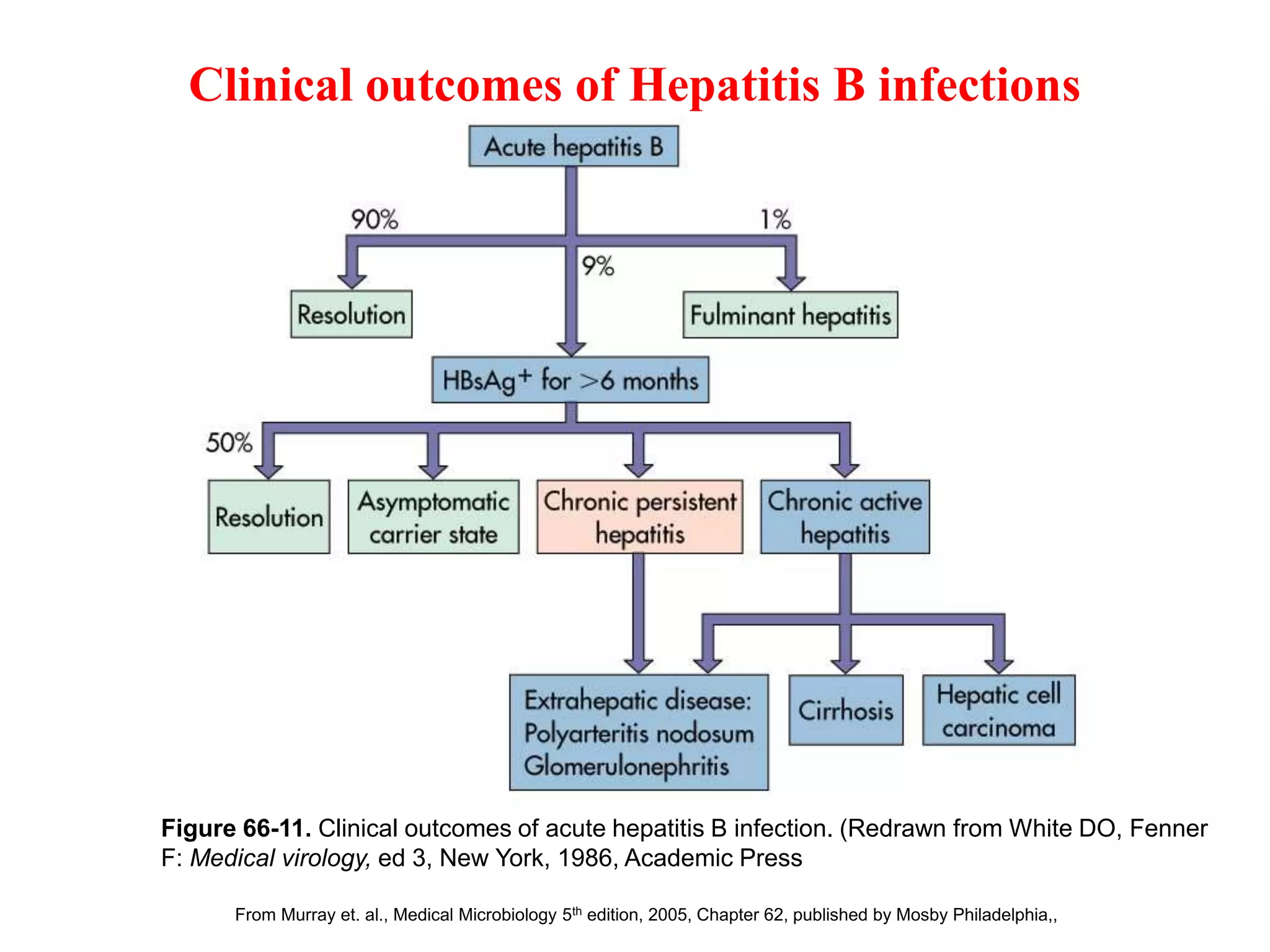 Hepatitis B virus.ppt
