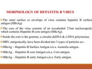 Hepatitis B Virus.ppt Manoj Mahato Micro | PPT