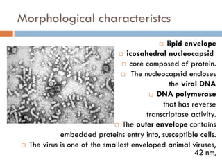 Hepatitis b virus (hbv) | PPTX