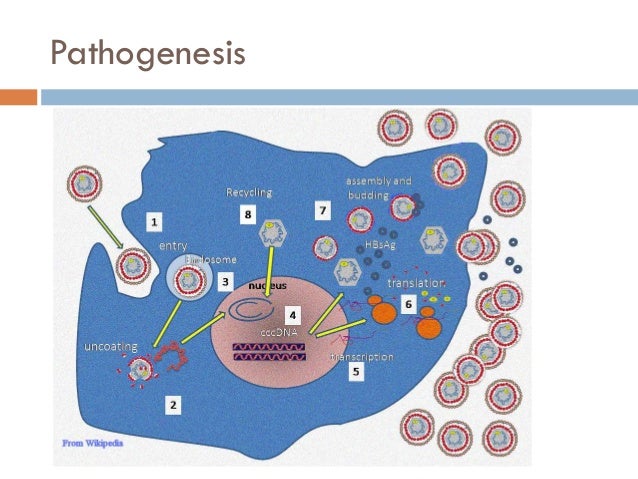 Hepatitis b virus (hbv)